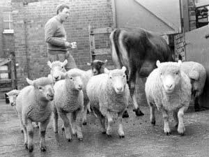 About Us – Kentish Town City Farm