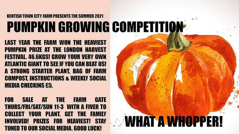 We are SOOOOO excited to launch this squash shaped challenge! We are ...